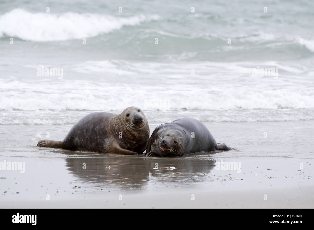 Mammal animals seal crawl animal hi-res stock photography and images ...