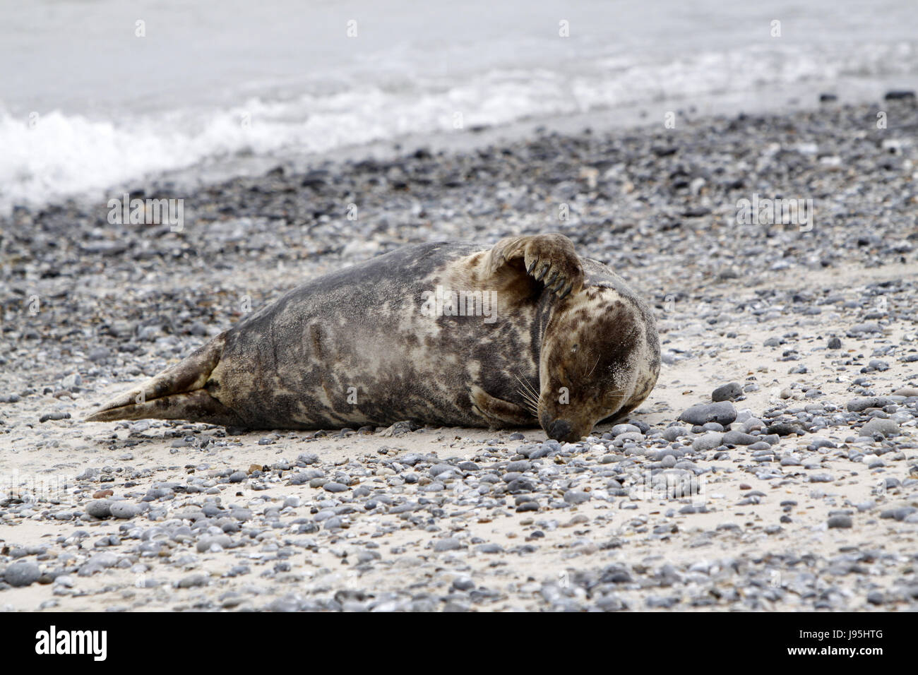 mammal, animals, seal, crawl, animal, mammal, animals, water, north sea ...