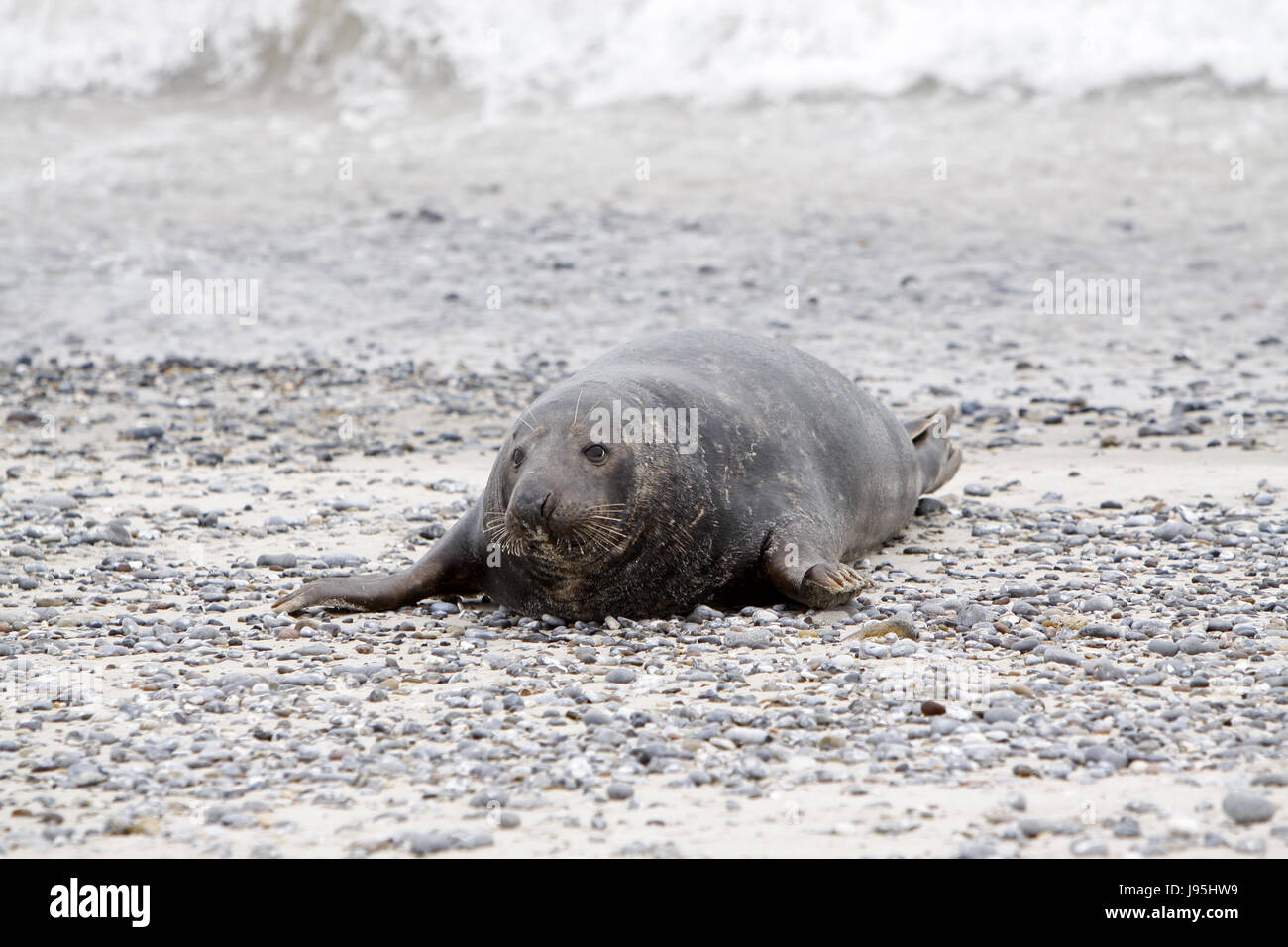 Mammal animals seal crawl animal hi-res stock photography and images ...