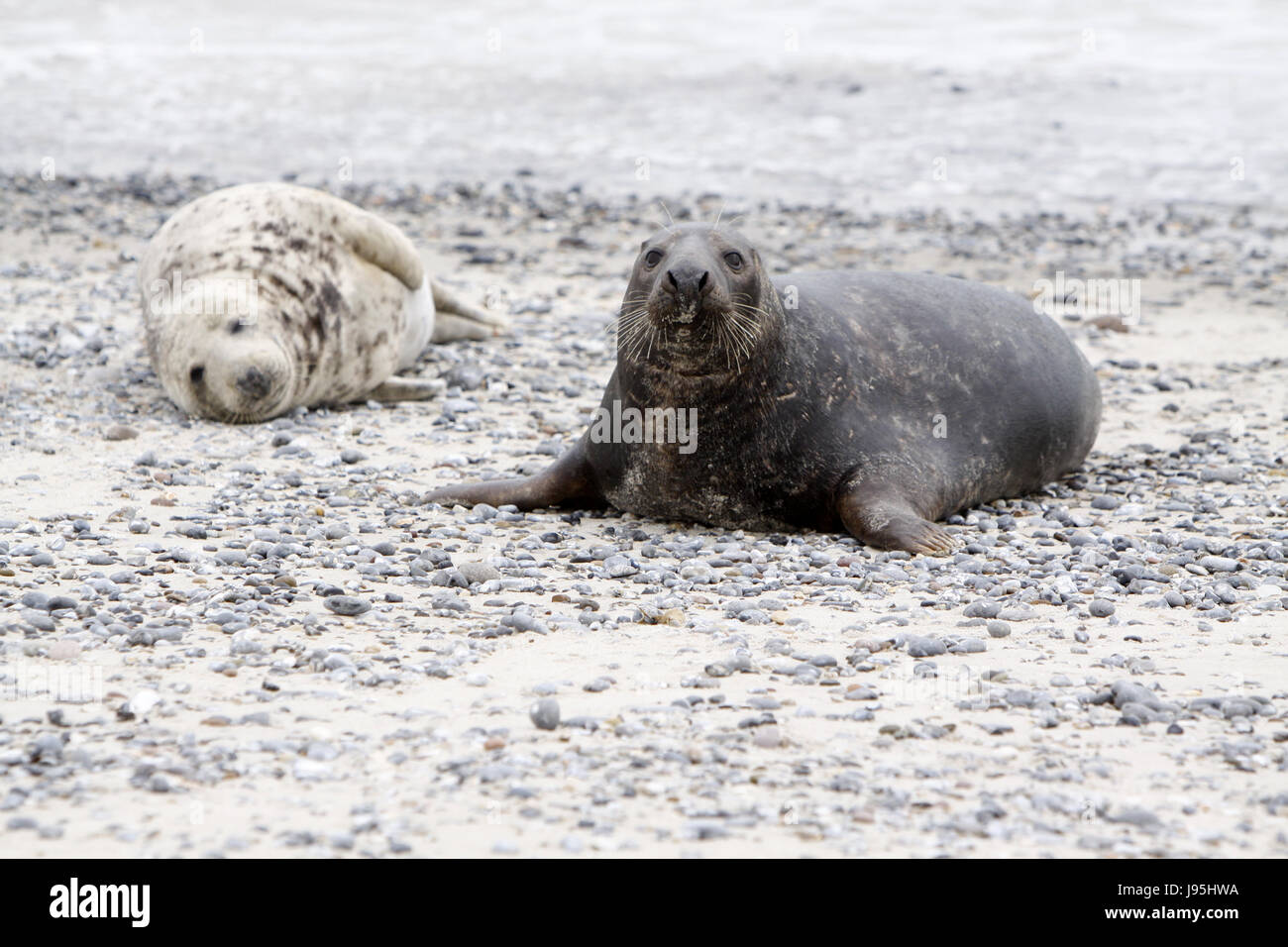 mammal, animals, seal, crawl, animal, mammal, animals, water, north sea ...