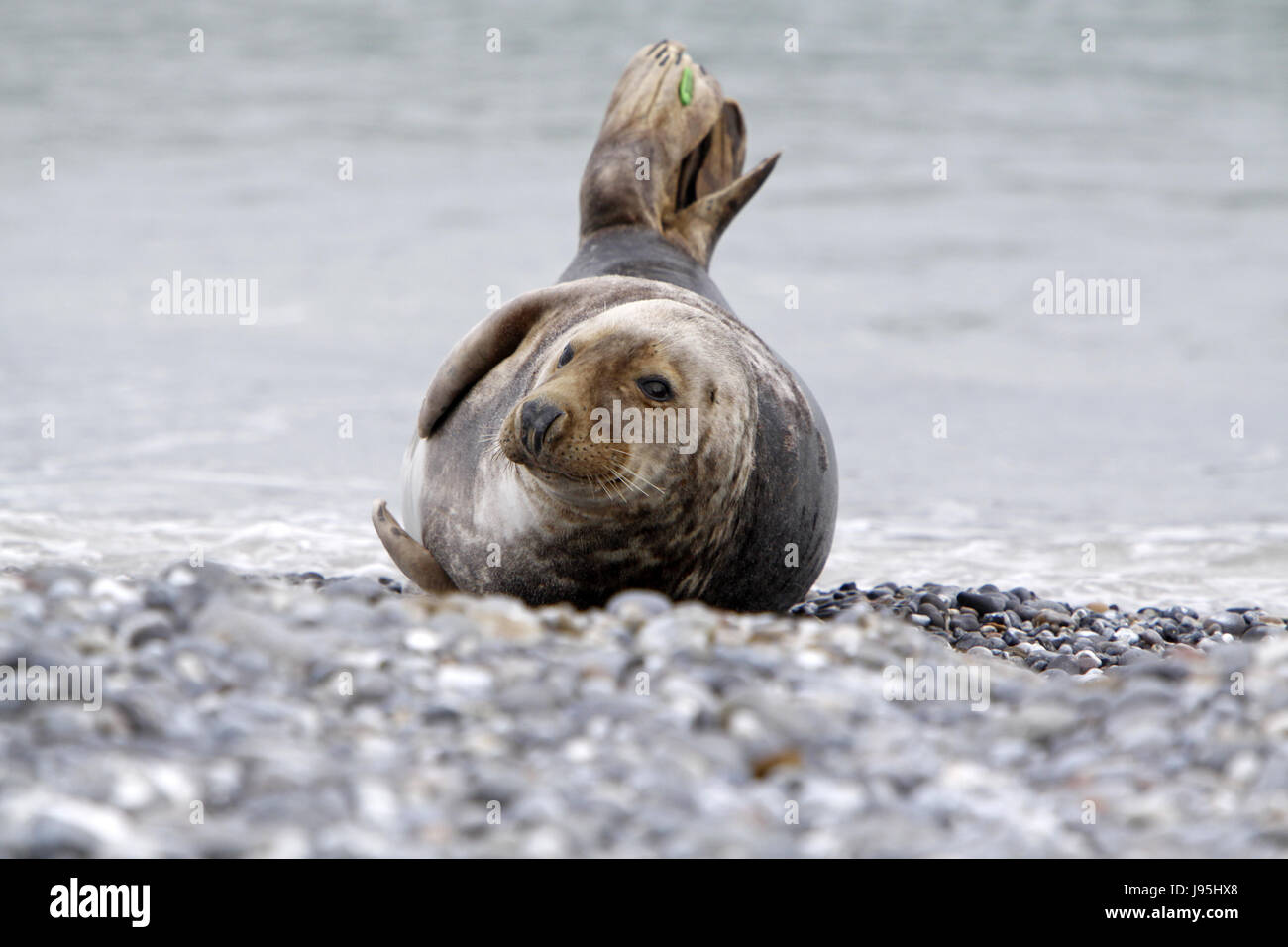 mammal, animals, seal, crawl, animal, mammal, animals, water, north sea ...