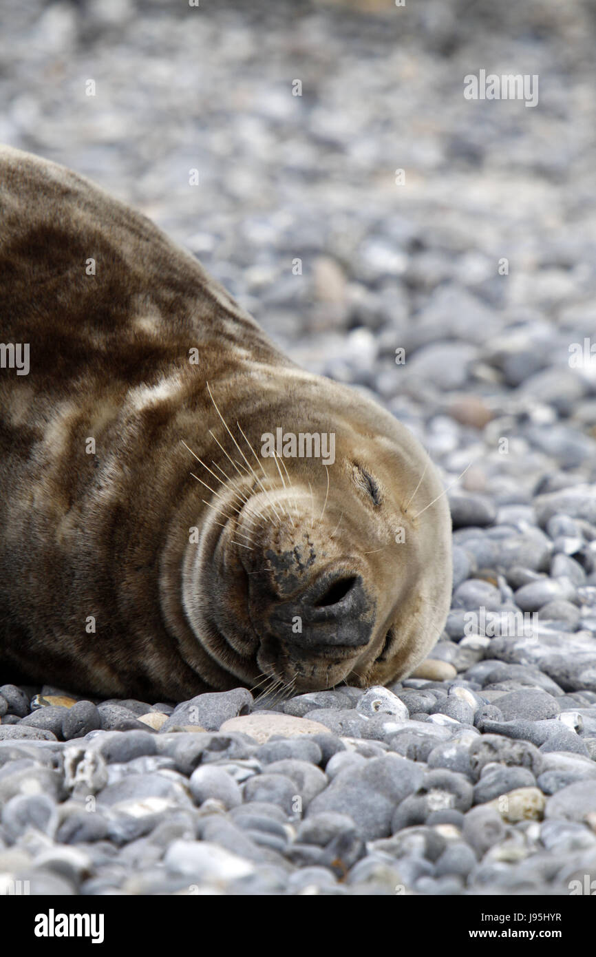 mammal, animals, seal, crawl, animal, mammal, animals, water, north sea ...