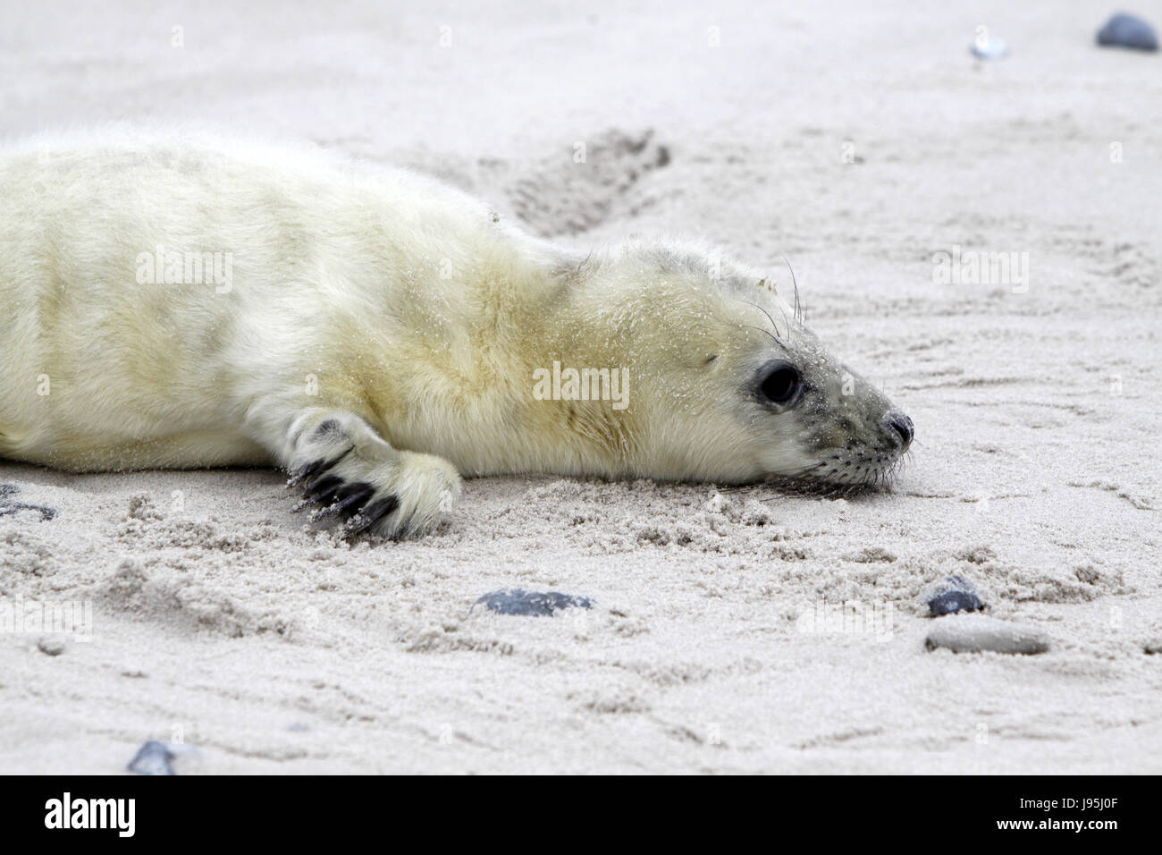 mammal, animals, seal, crawl, animal, mammal, animals, water, north sea ...