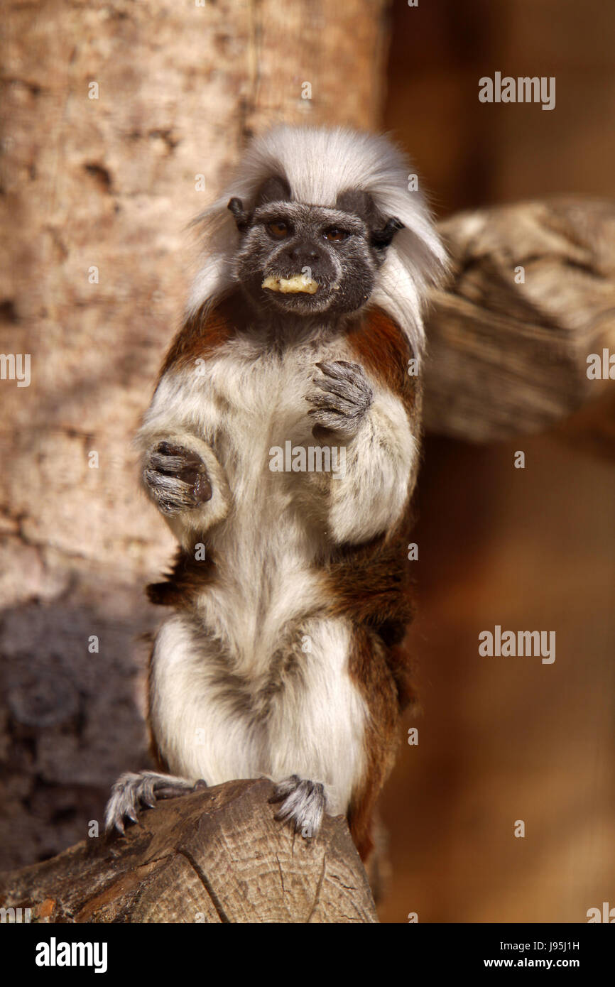 mammal, monkey, animal, mammal, portrait, monkey, south america ...
