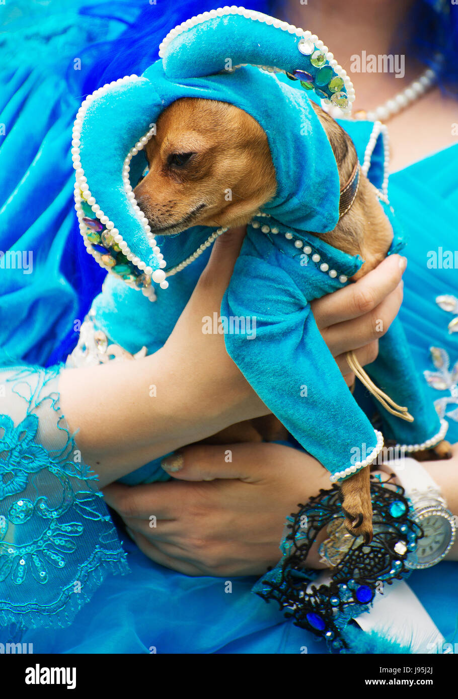Jester dog hi-res stock photography and images - Alamy