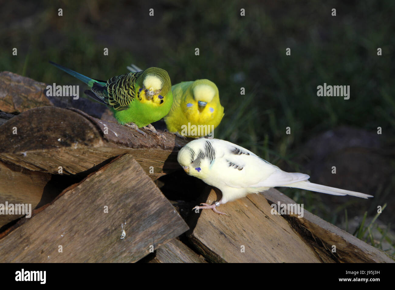 budgies in a free-flight aviary Stock Photo - Alamy