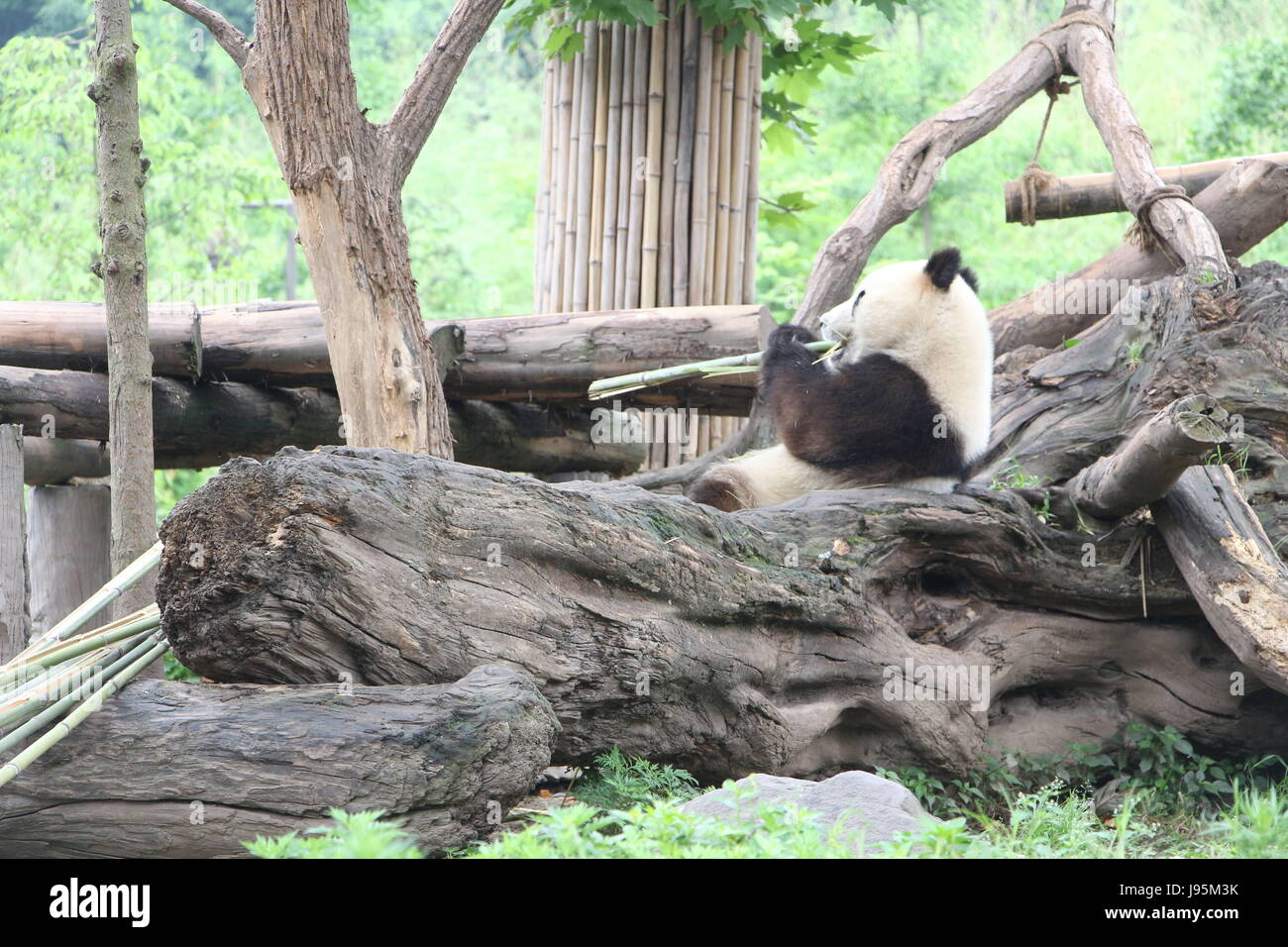 Chengdu, Chengdu, China. 22nd May, 2017. Chengdu, CHINA-May 22 2017 ...