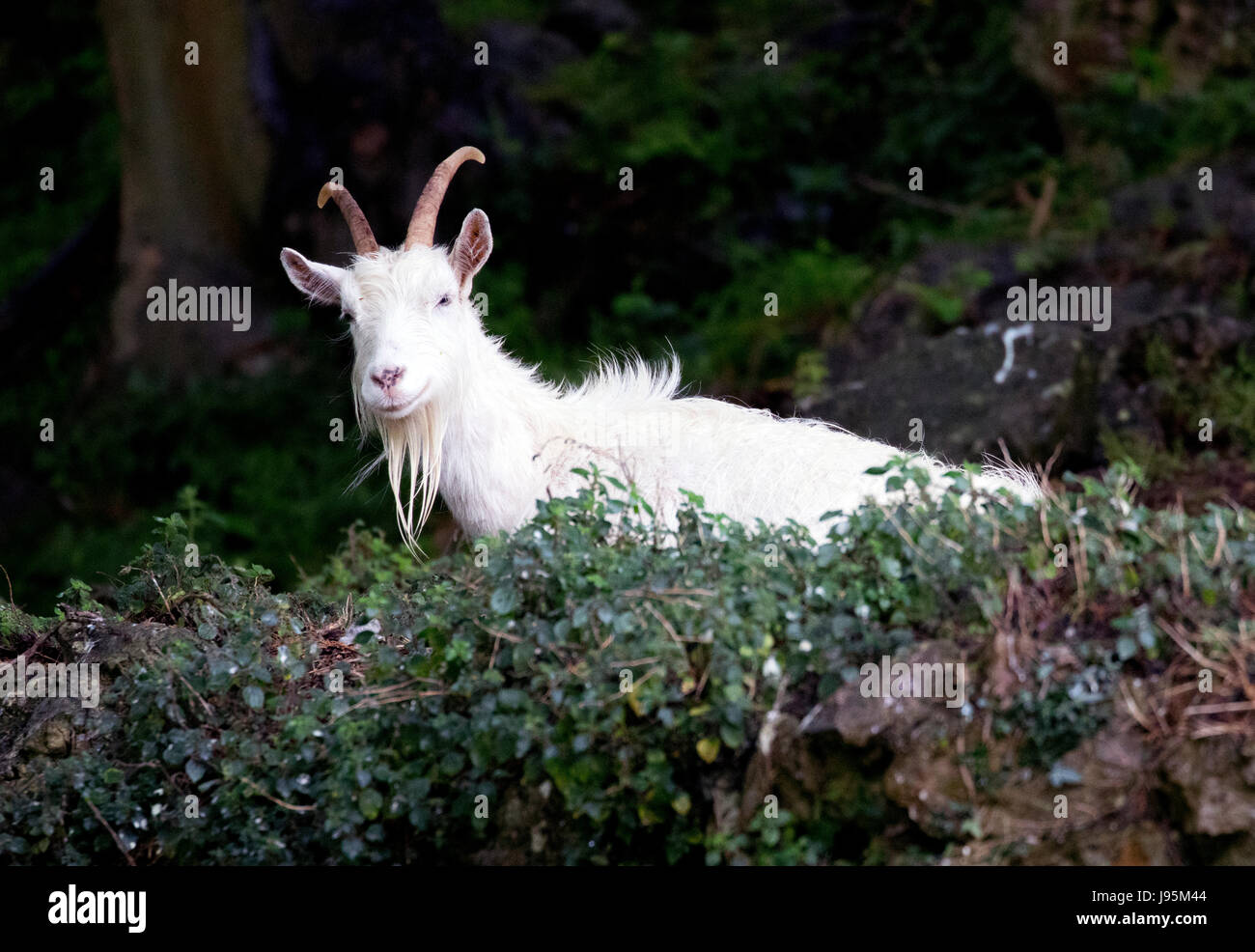 A Great Orme or Kashmiri Goat in the woodland on the Great Orme a ...