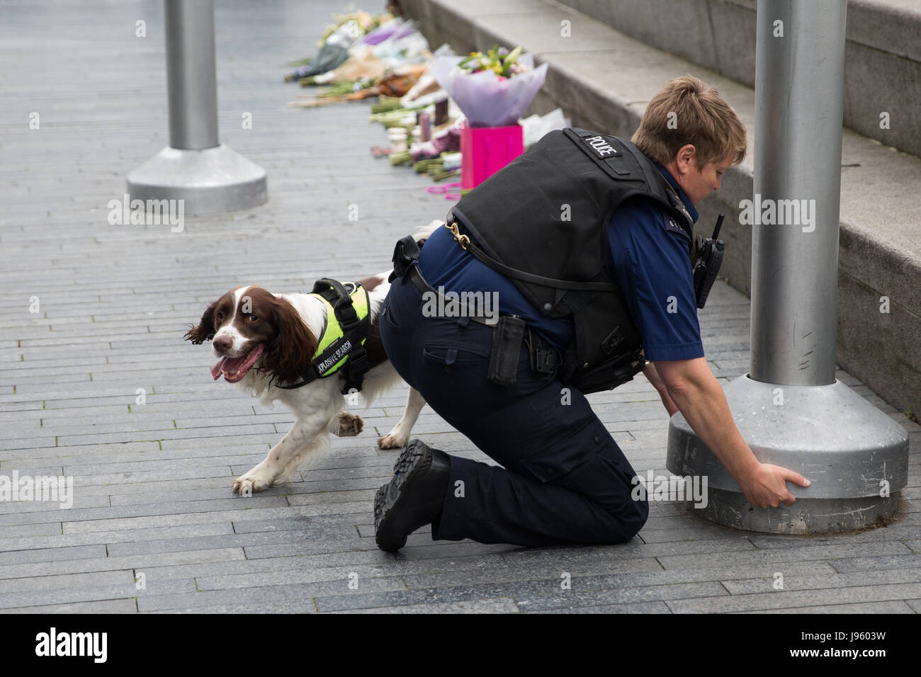 An explosives sniffer dog hi-res stock photography and images - Alamy