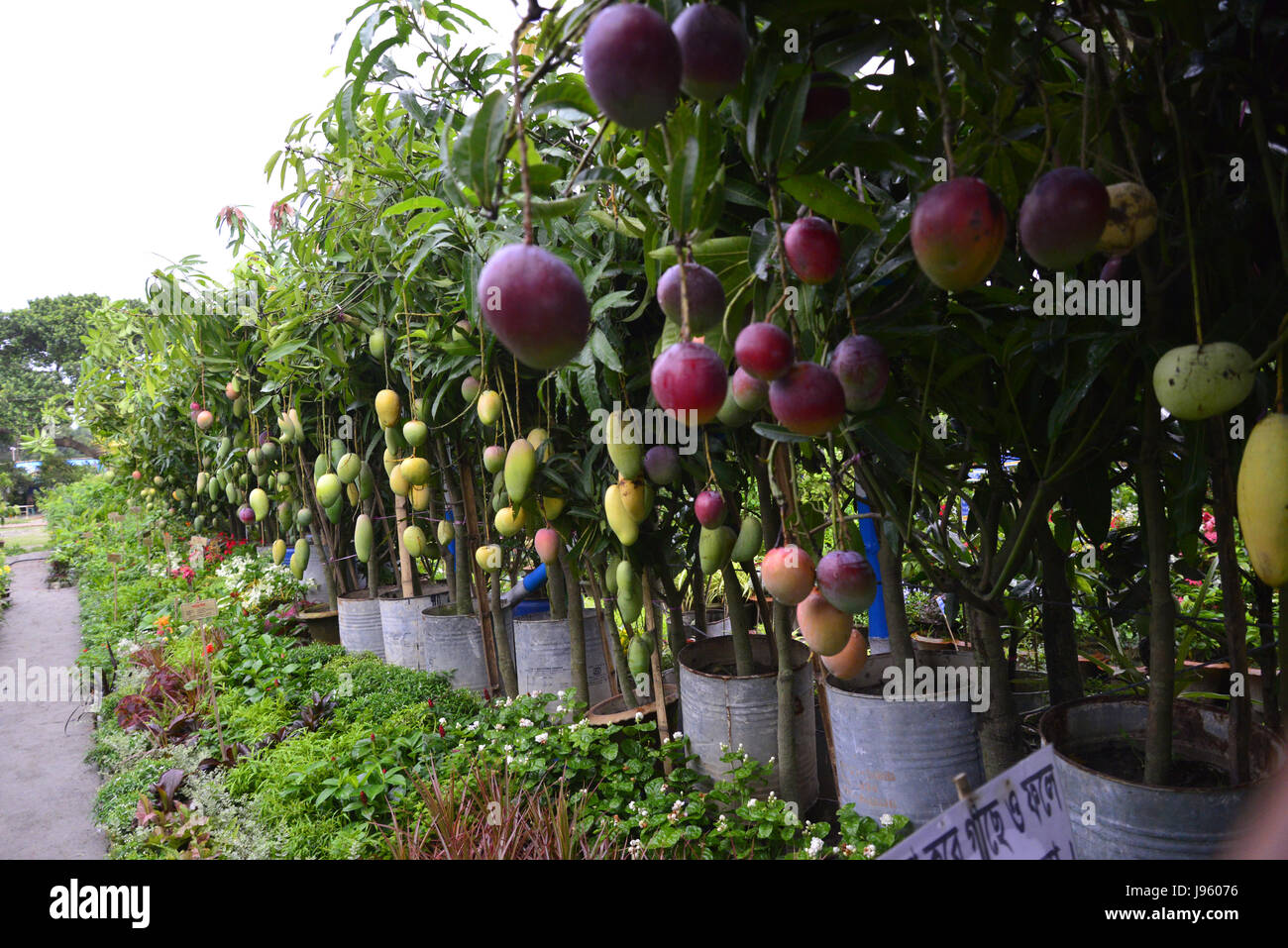 Bangladeshi tree seller displayed verity type sapling in the National ...
