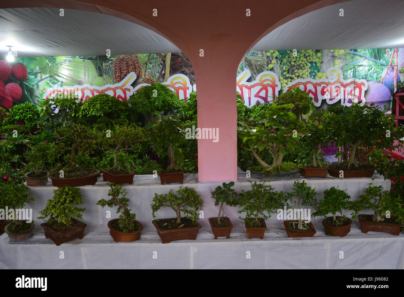 Bangladeshi tree seller displayed verity type sapling in the National ...