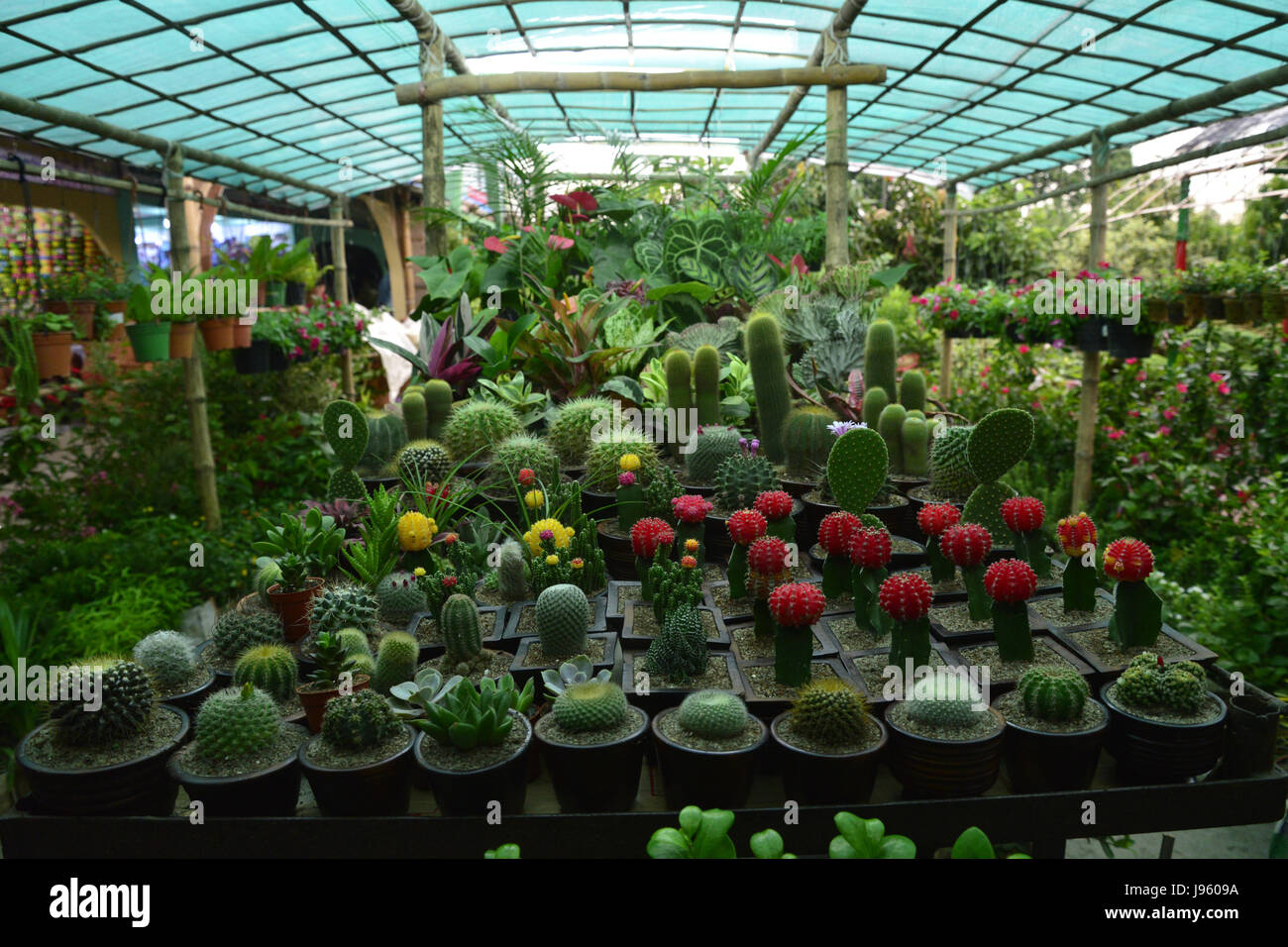 Bangladeshi tree seller displayed verity type cactus trees in the ...