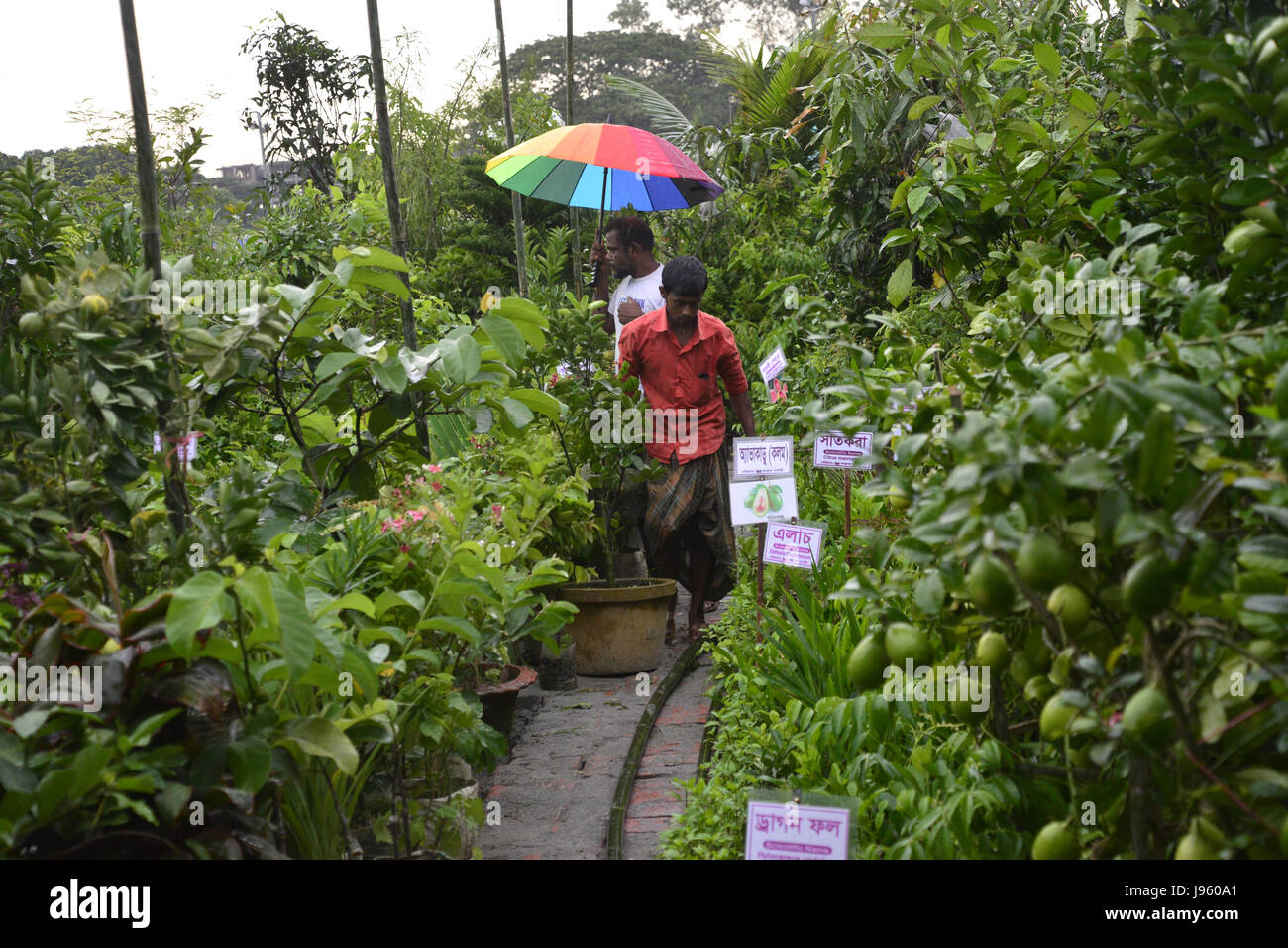 Bangladeshi peoples visits in the National Tree Fair at Agargaong in ...