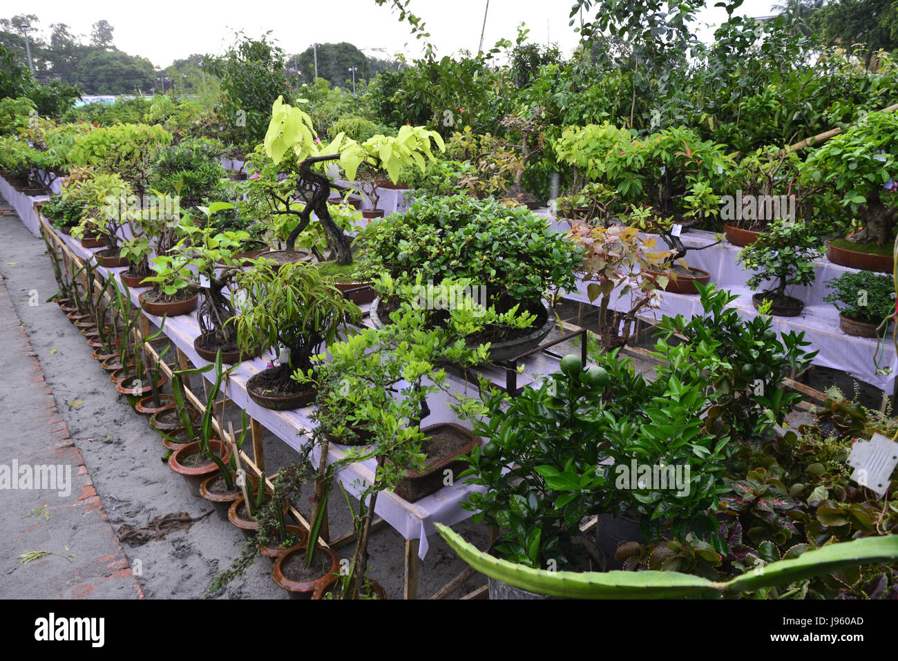 Bangladeshi tree seller displayed verity type sapling in the National ...