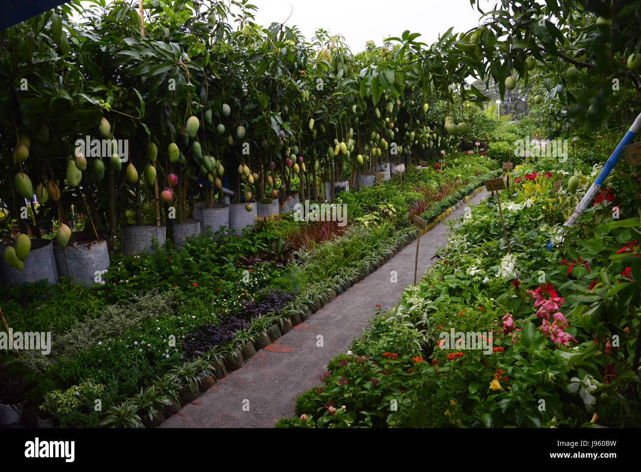 Bangladeshi tree seller displayed verity type sapling in the National ...
