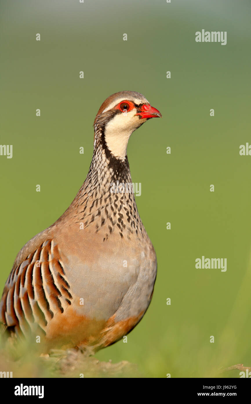 Red-legged Partridge, French Partridge, Alectoris rufa, adult summer ...