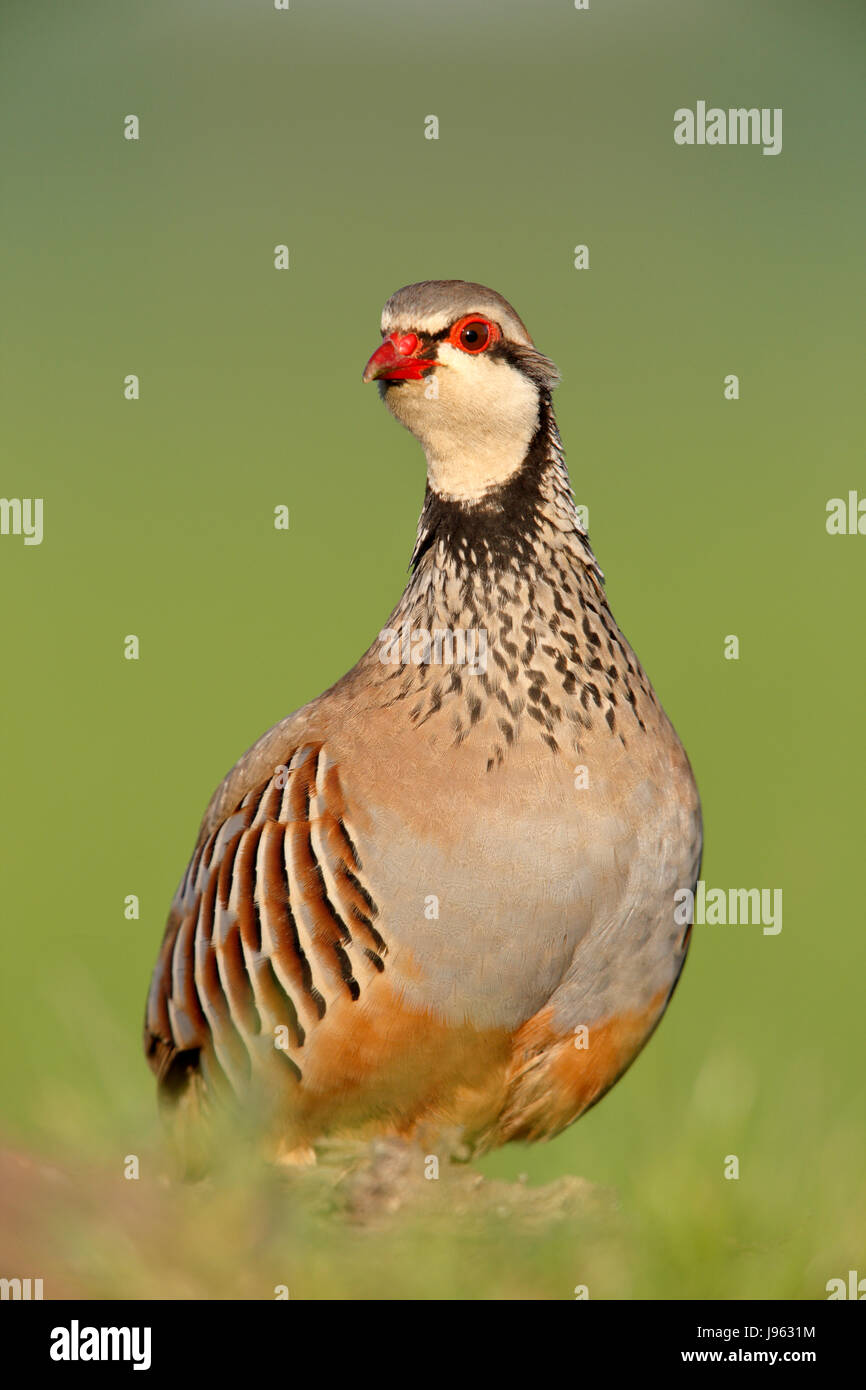 Red-legged Partridge, French Partridge, Alectoris rufa, adult summer ...