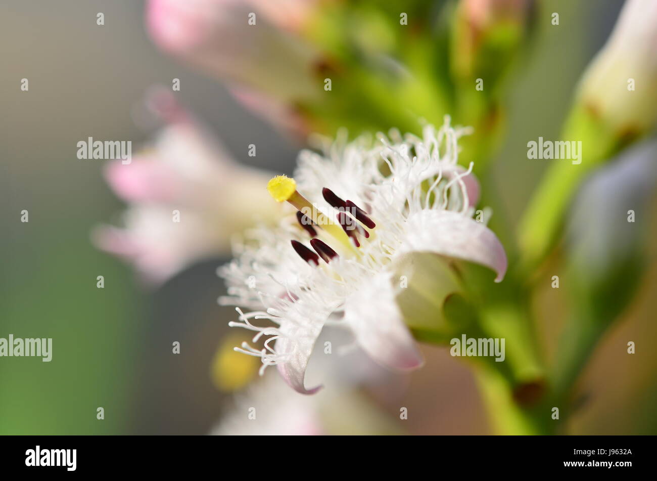 fieberklee, menyanthes trifoliata, bitterklee, monotypisch ...