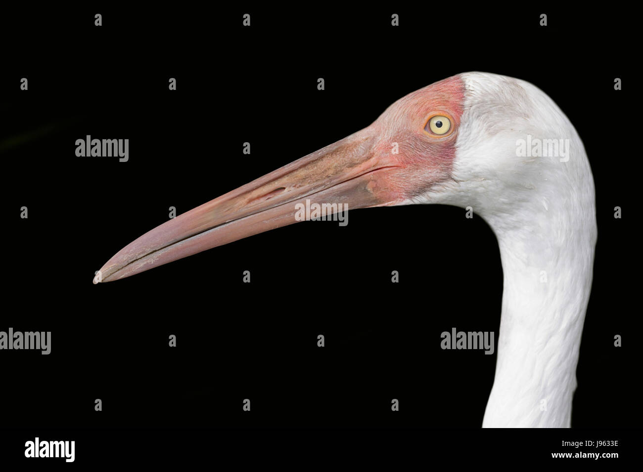 Siberian crane face hi-res stock photography and images - Alamy