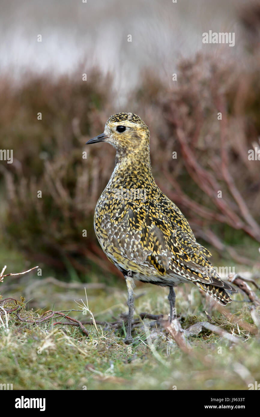 Golden plover uk summer hi-res stock photography and images - Alamy