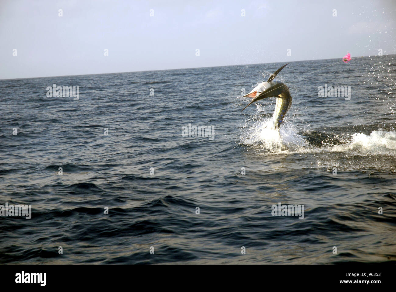Black marlin leaping hi-res stock photography and images - Alamy