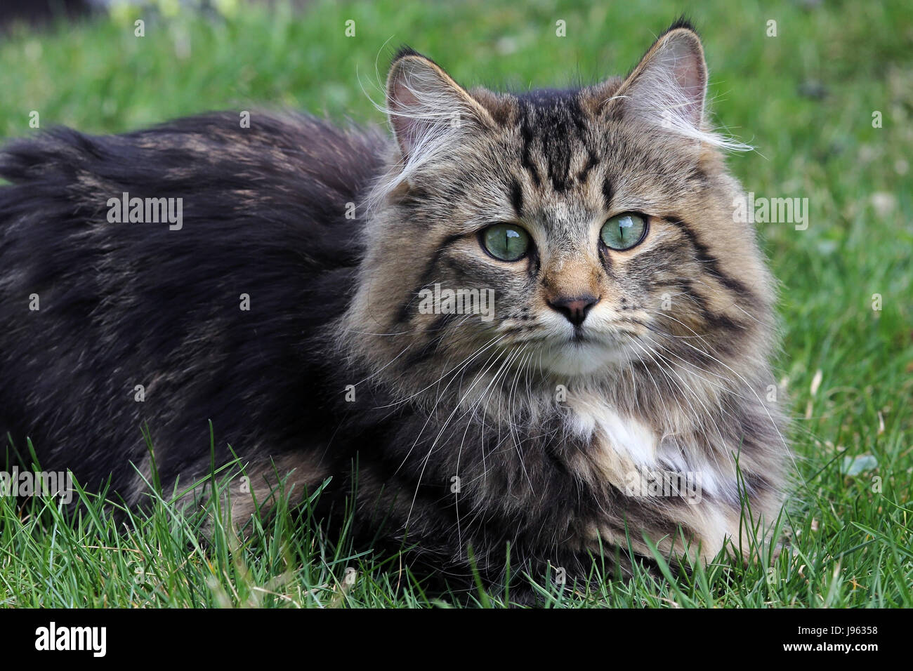relaxed rest in the meadow Stock Photo - Alamy