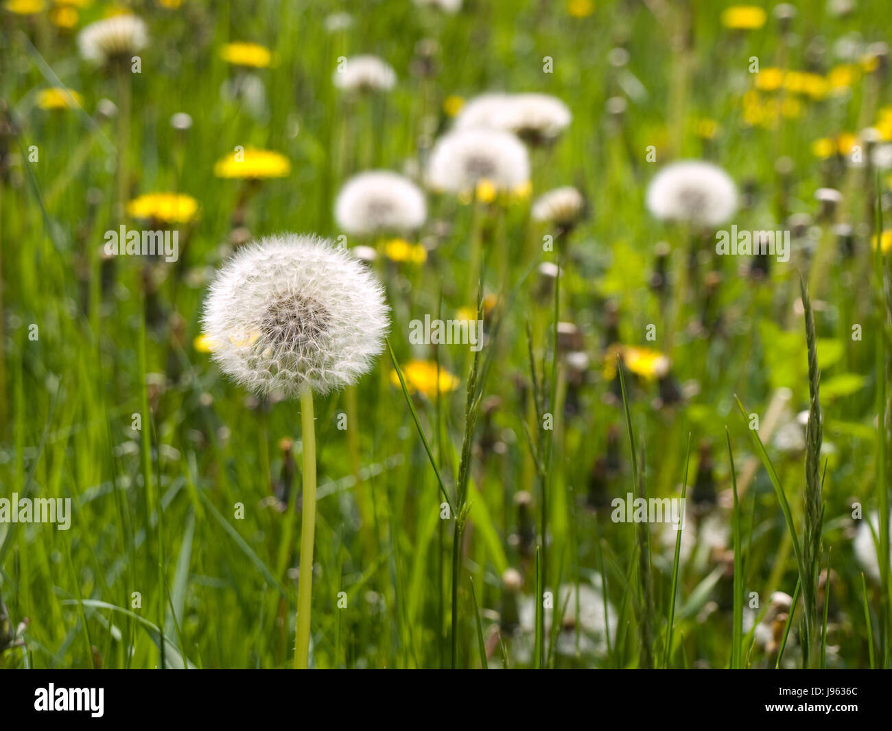 environment, enviroment, flower, plant, bloom, blossom, flourish ...