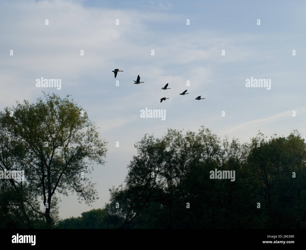 blue, motion, postponement, moving, movement, flight, animal, bird ...
