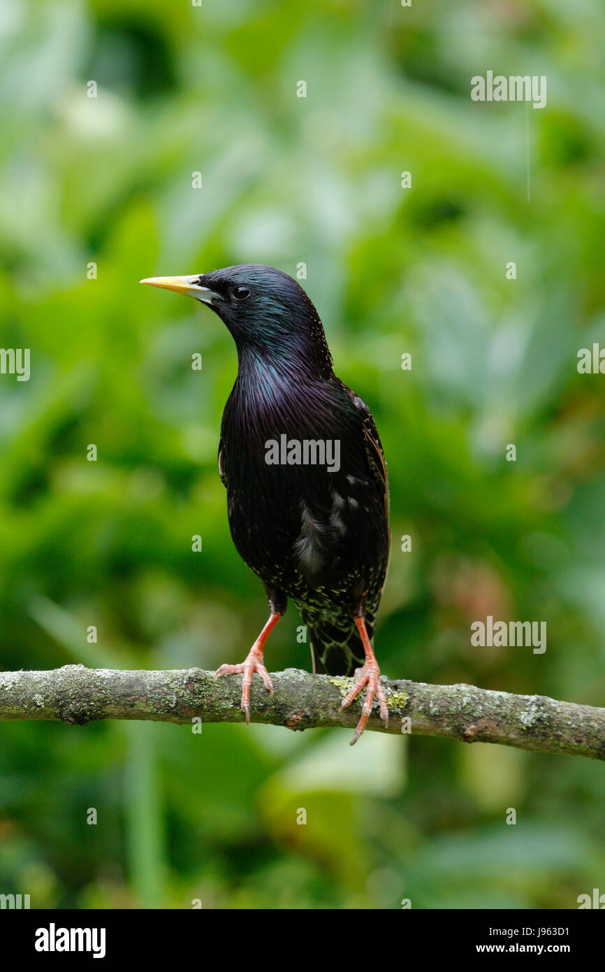 Common Starling, Sturnus vulgaris adult male in summer plumage Stock ...