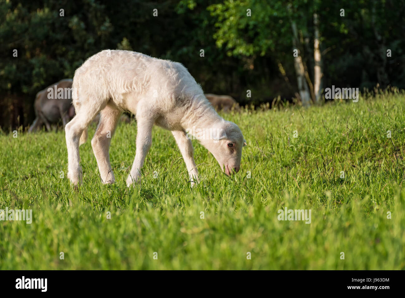 Newborn lamb standing hi-res stock photography and images - Alamy