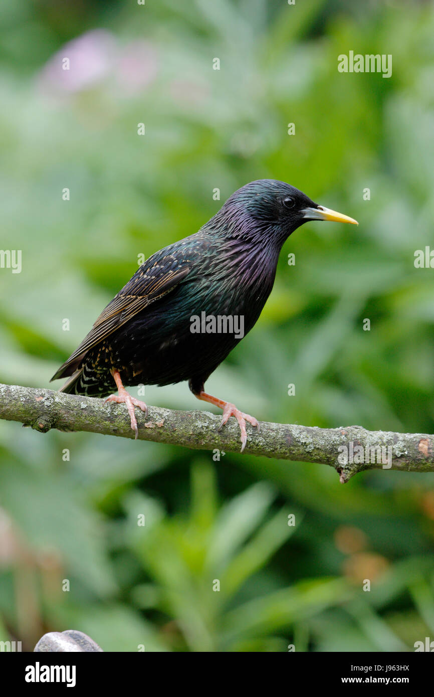 European Male Starling High Resolution Stock Photography and Images - Alamy