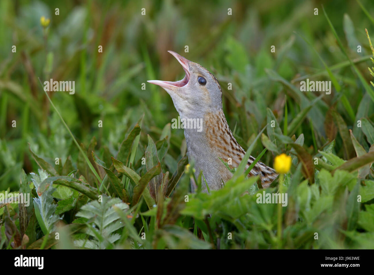 Corncrake hi-res stock photography and images - Alamy