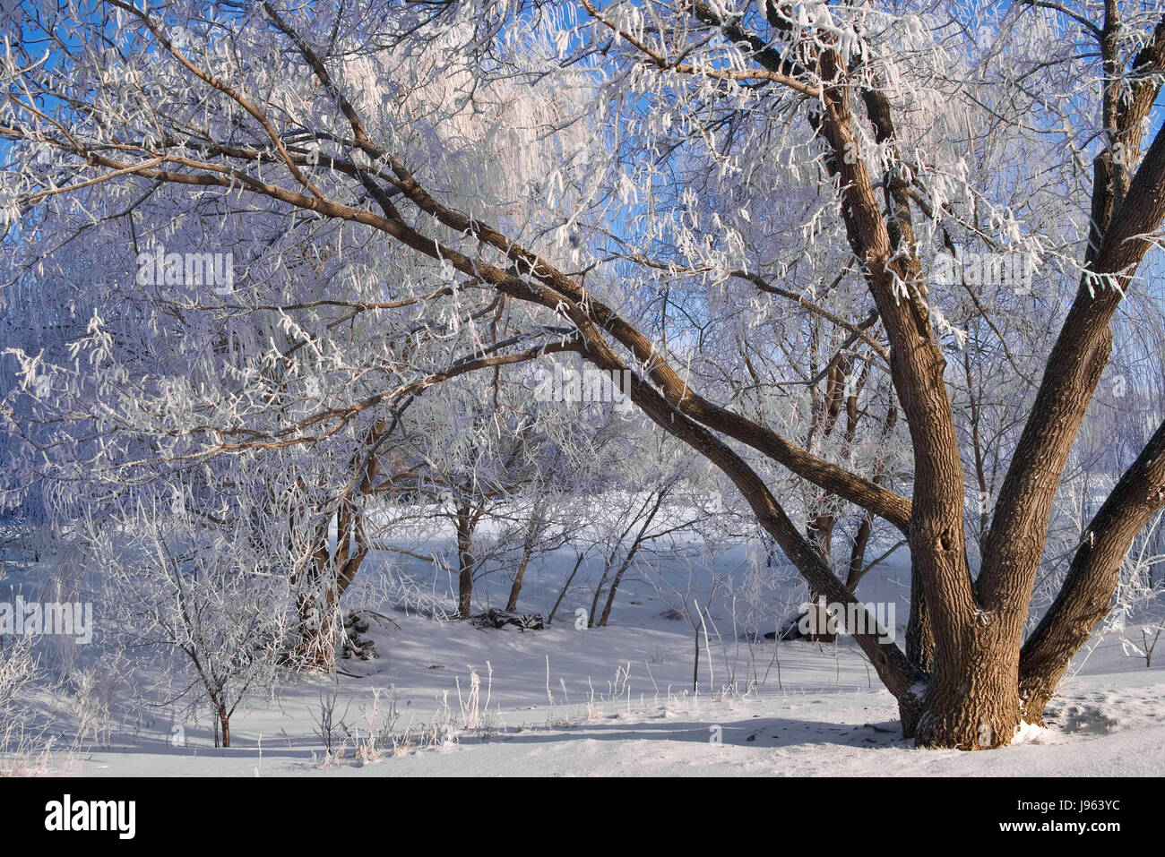 beautiful, beauteously, nice, tree, trees, flow, holiday, vacation ...