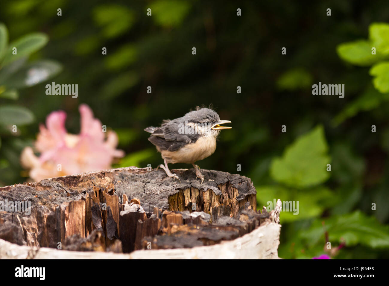 bird, birds, spring, young animal, squabs, young, younger, garden ...