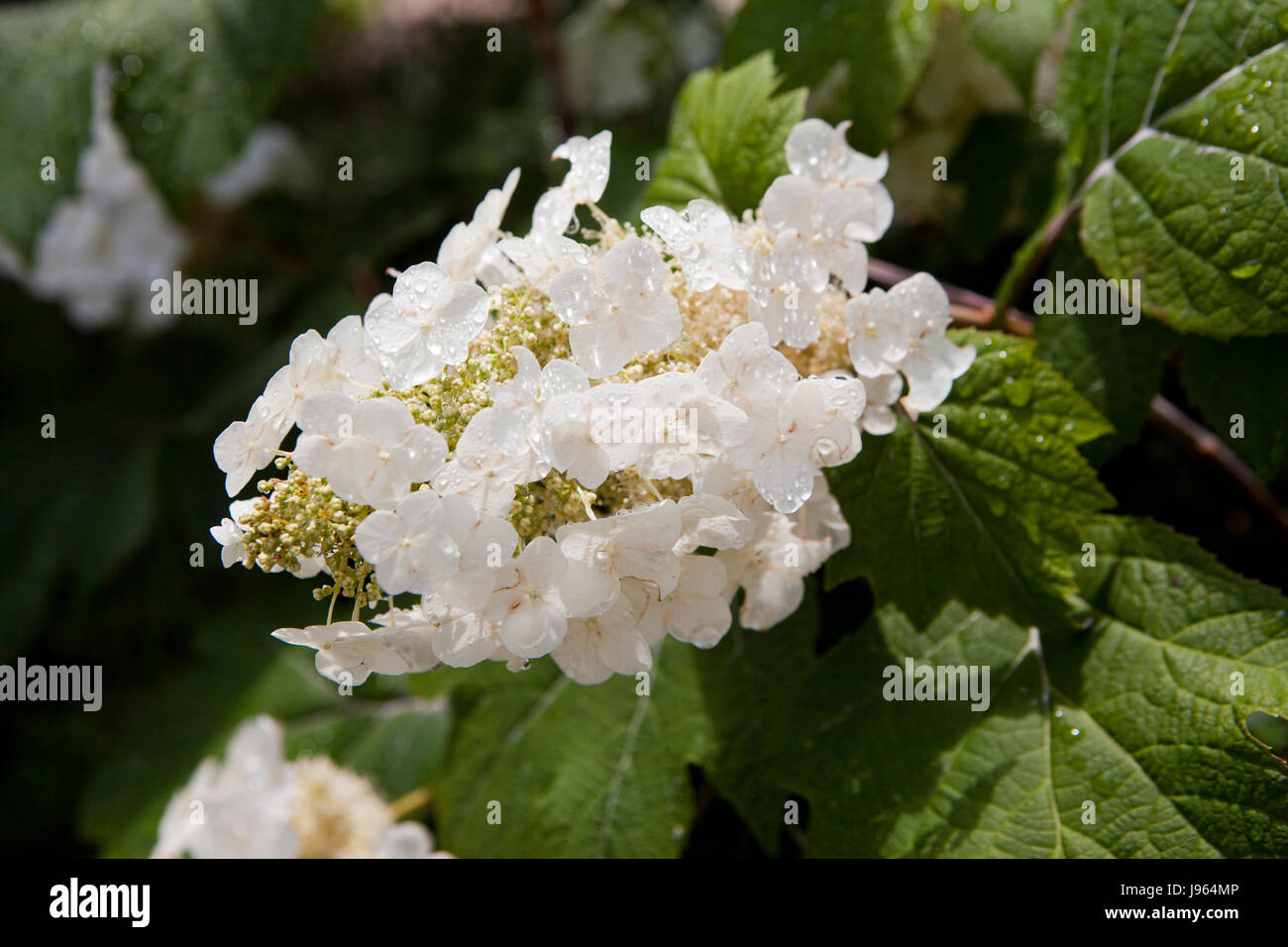Oakleaf Hydrangea Jetstream flowers (Hydrangea quercifolia) - USA Stock ...