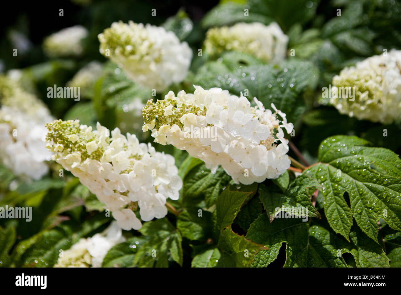 Oakleaf Hydrangea Jetstream flowers (Hydrangea quercifolia) - USA Stock ...