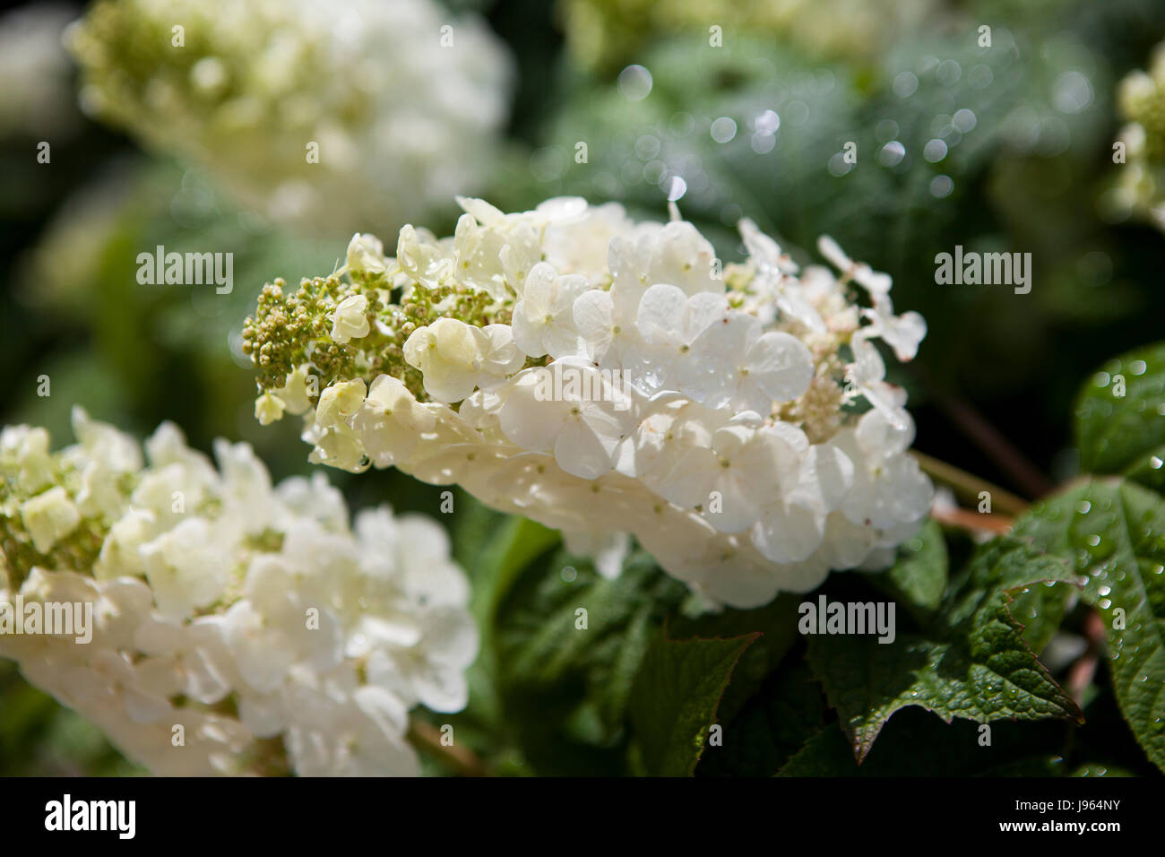 Oakleaf Hydrangea Jetstream flowers (Hydrangea quercifolia) - USA Stock ...
