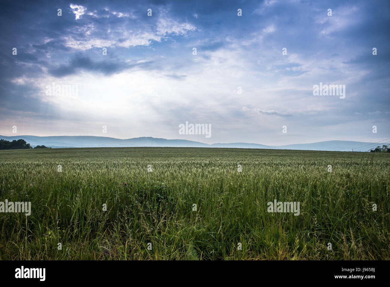 Farmland Forest Landscape Stock Photo - Alamy