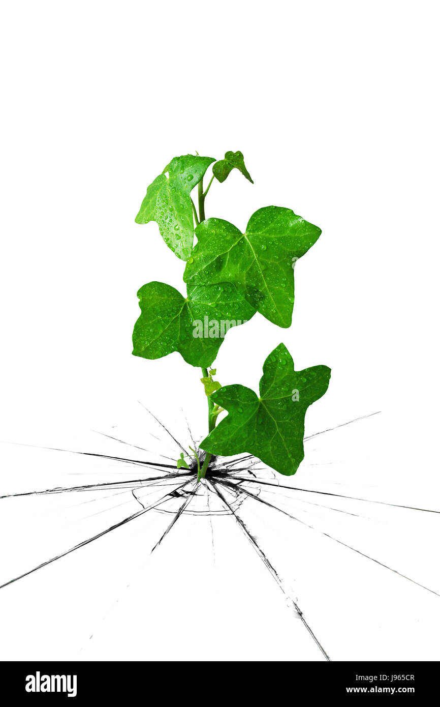 leaf, isolated, model, design, project, concept, plan, draft, spring ...