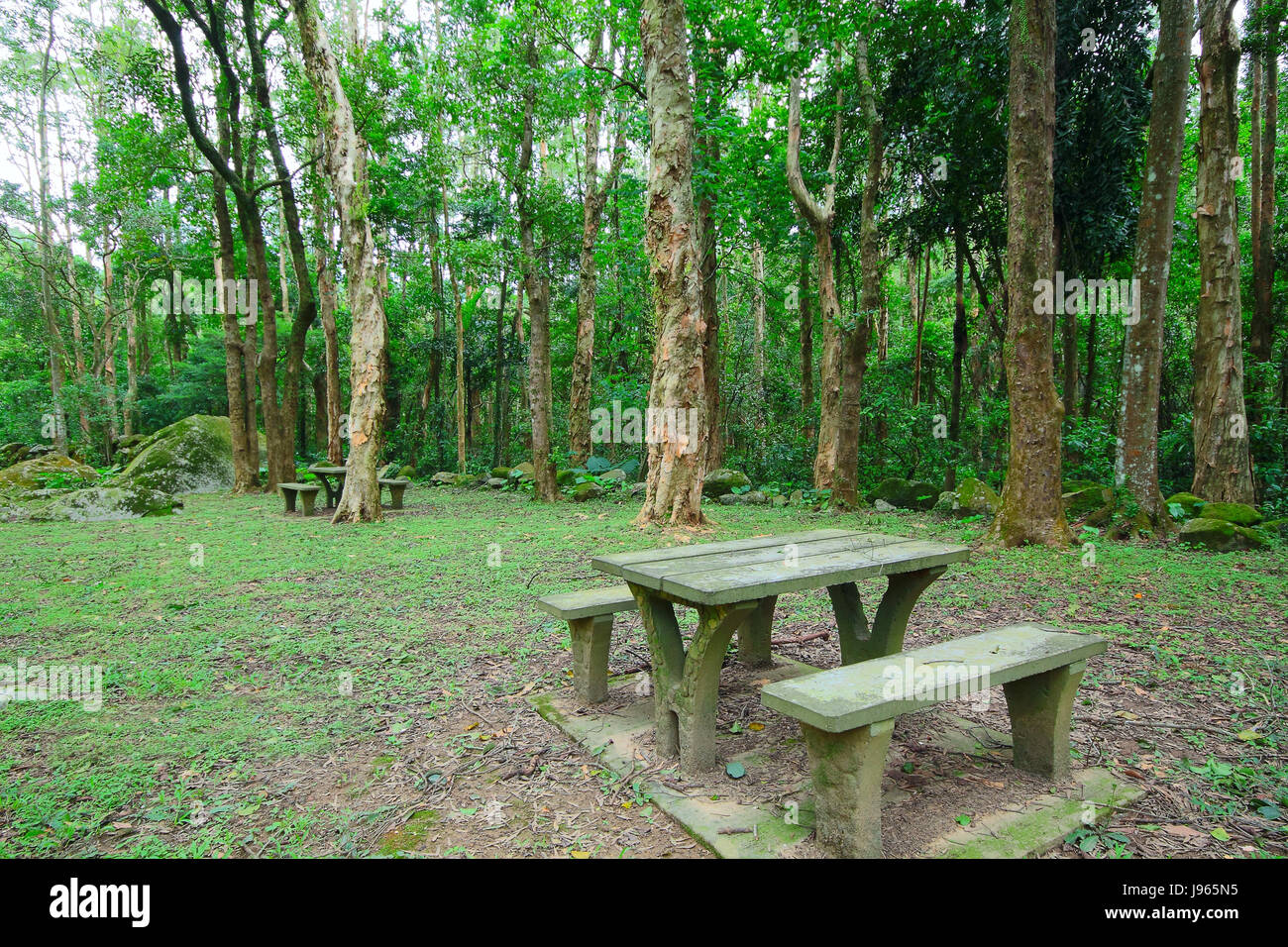 Picnic place in forest Stock Photo - Alamy
