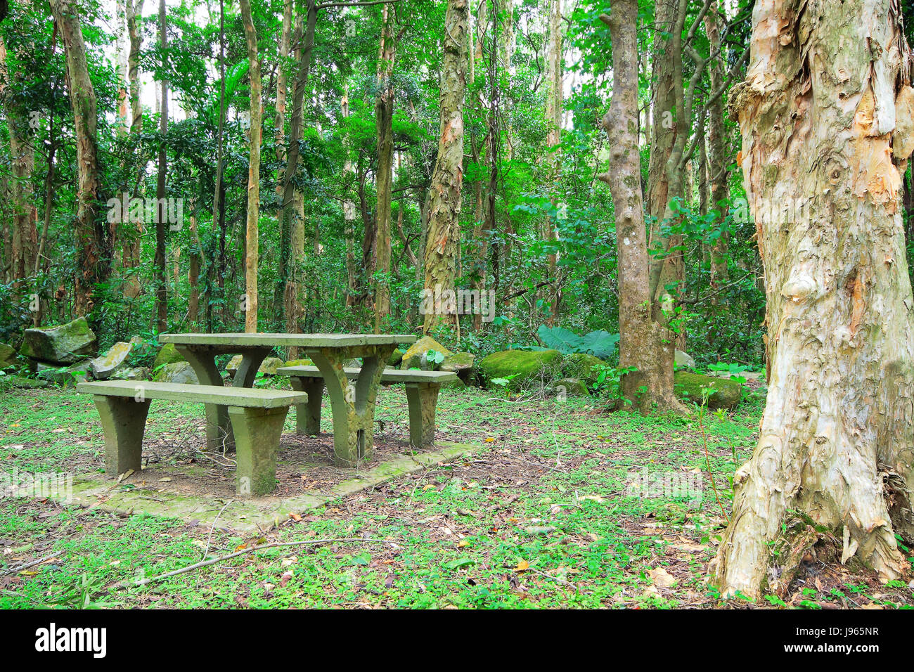 Picnic place in forest Stock Photo - Alamy