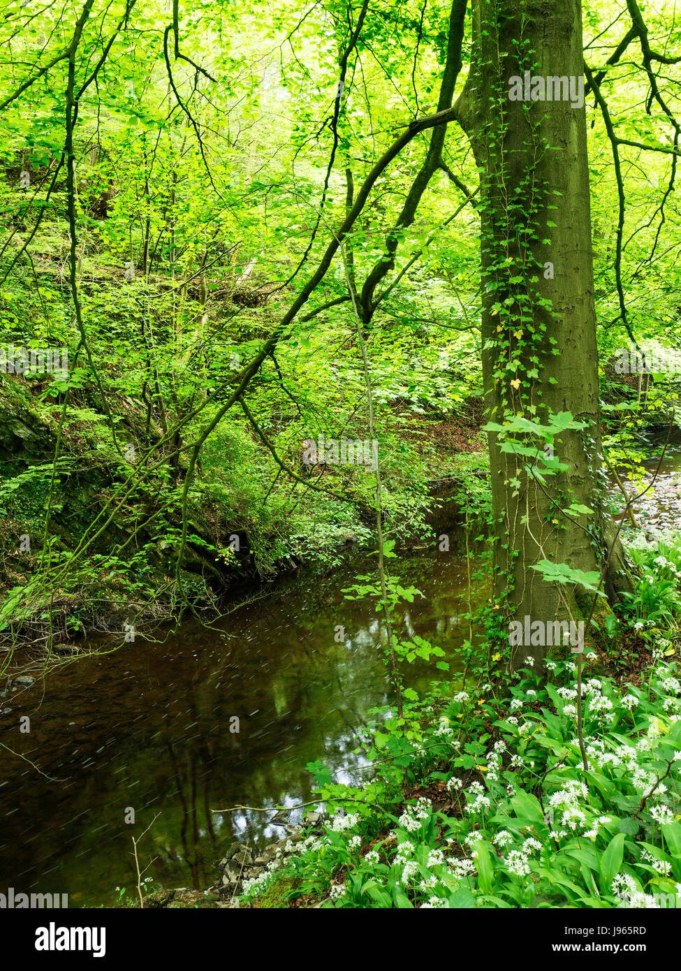 Wild Garlic by Eller Beck in Skipton Castle Woods in Spring Skipton ...