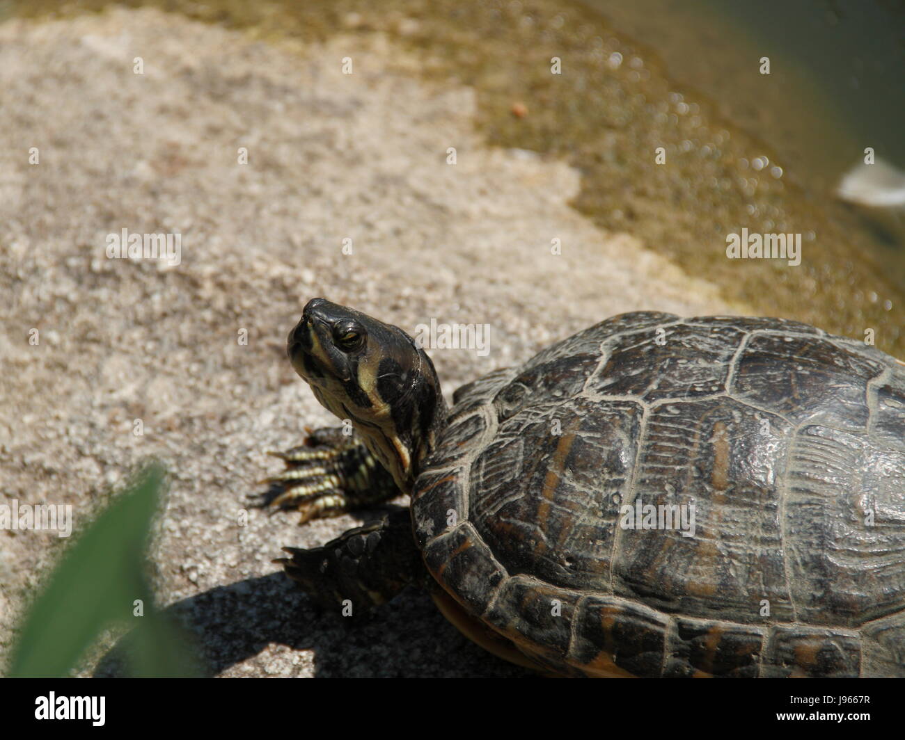 animals, reptiles, bank, sunbathing, water, shore, turtle, tortoise ...