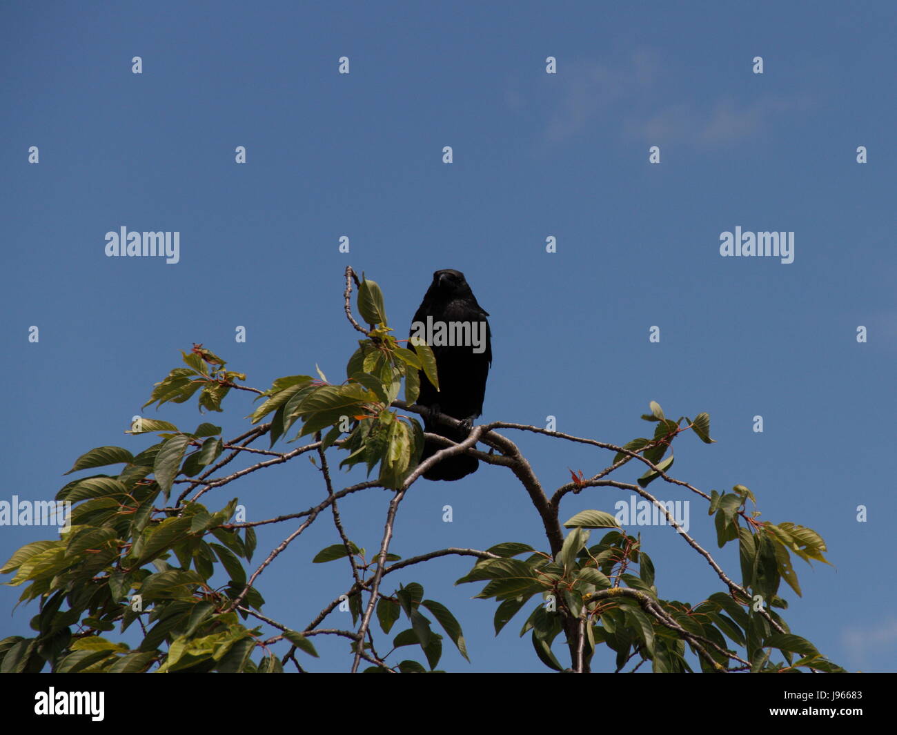 bird, animals, birds, crow, sight, view, outlook, perspective, vista ...