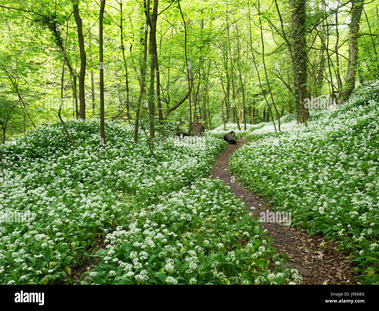 Footpath through Wild Garlic in Skipton Castle Woods in Spring Skipton ...