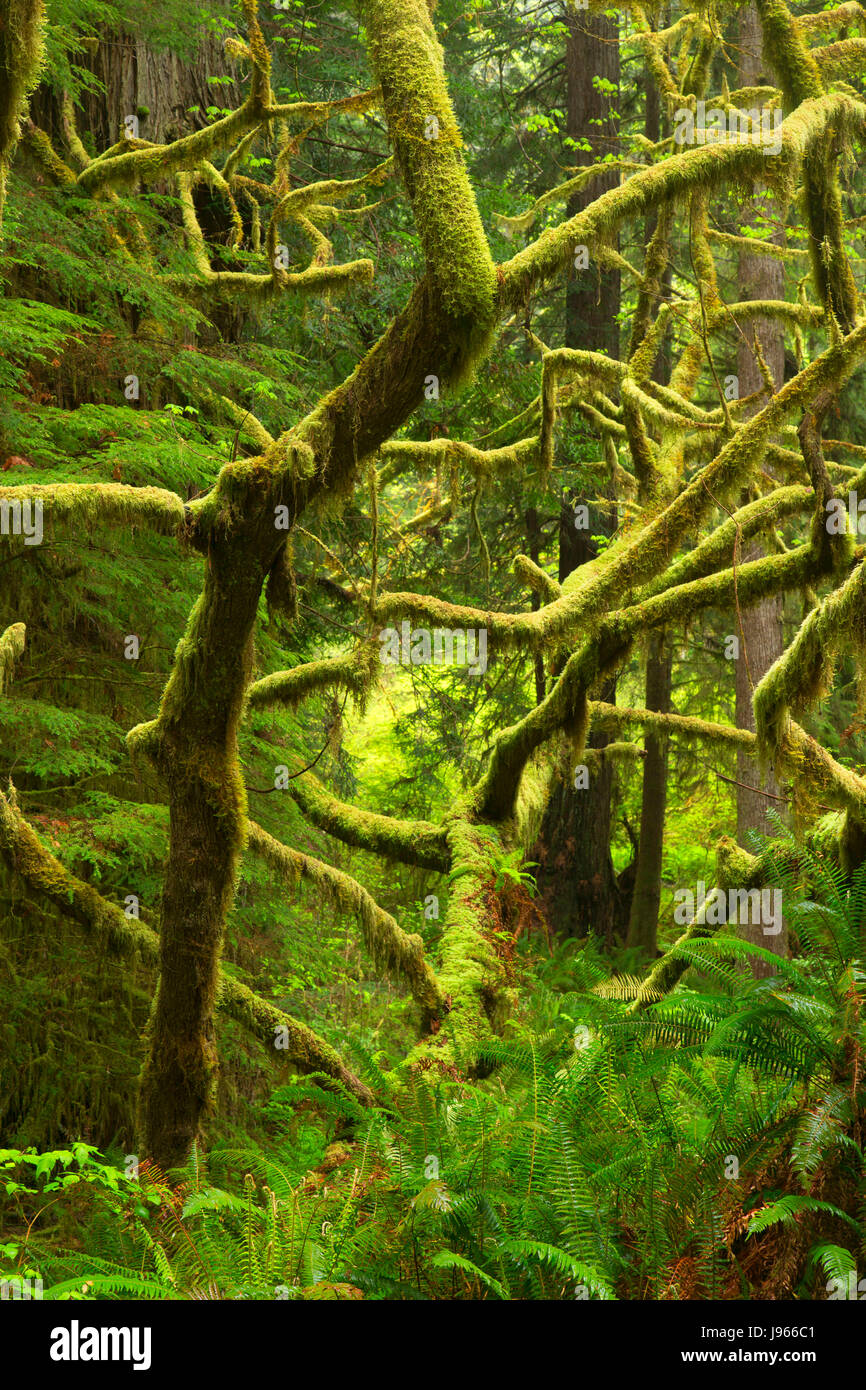 Bigleaf maple along Nature Trail, Prairie Creek Redwoods State Park ...