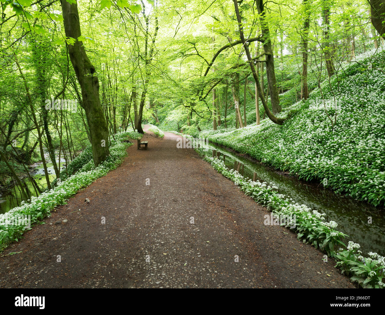 Path through Skipton Castle Woods in Spring Skipton North Yorkshire ...