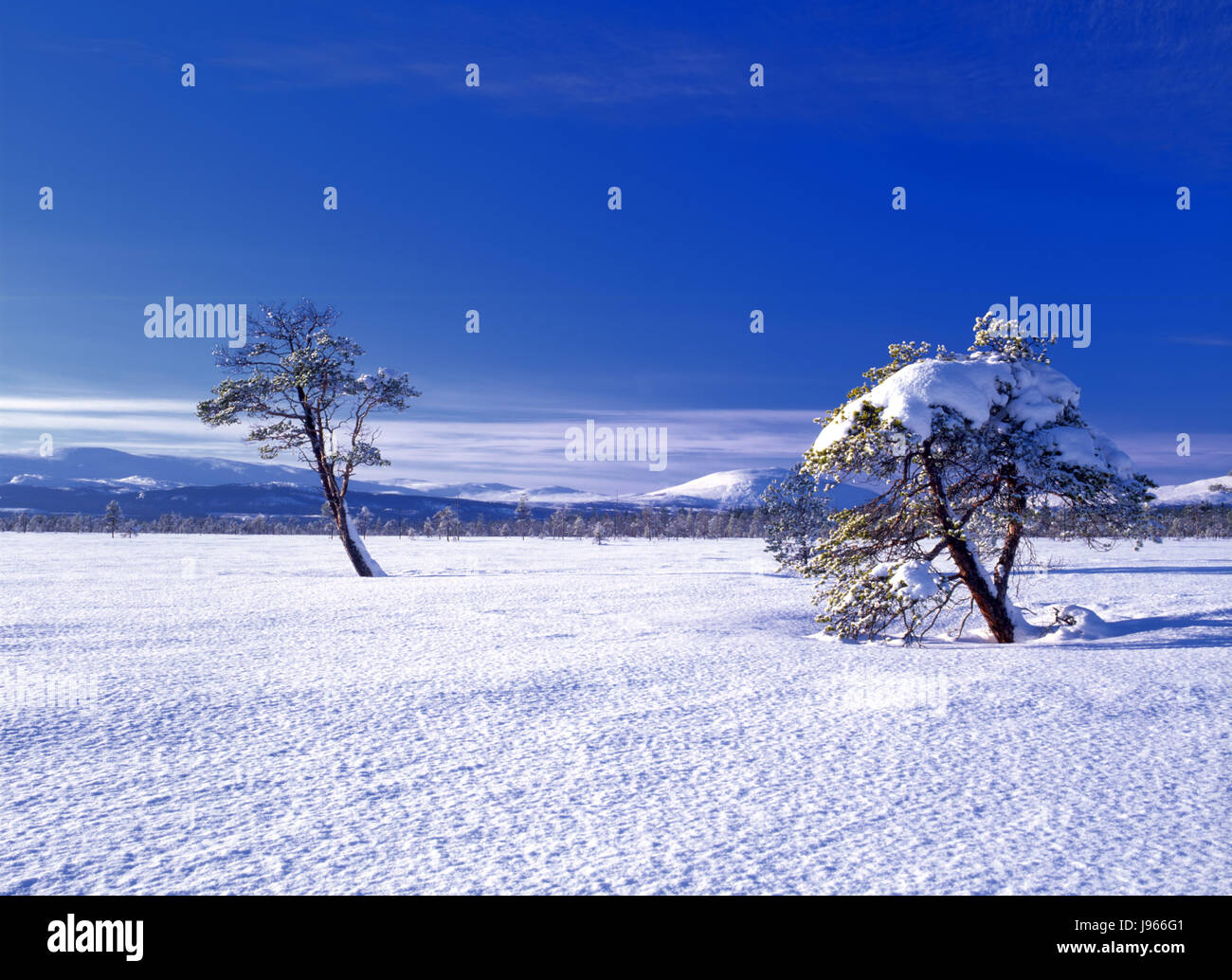 blue, beautiful, beauteously, nice, environment, enviroment, tree ...