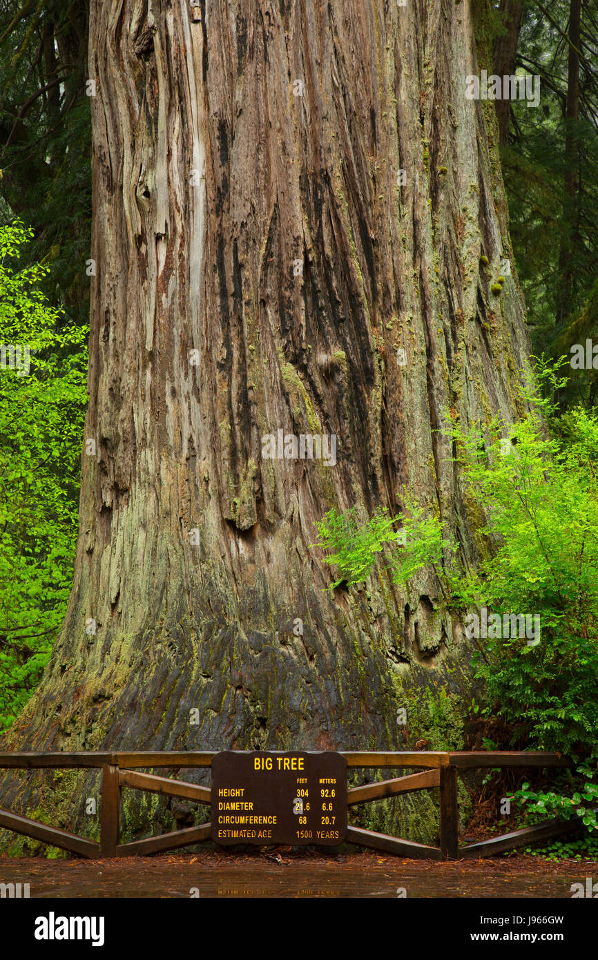 Big Tree, Prairie Creek Redwoods State Park, Redwood National Park ...