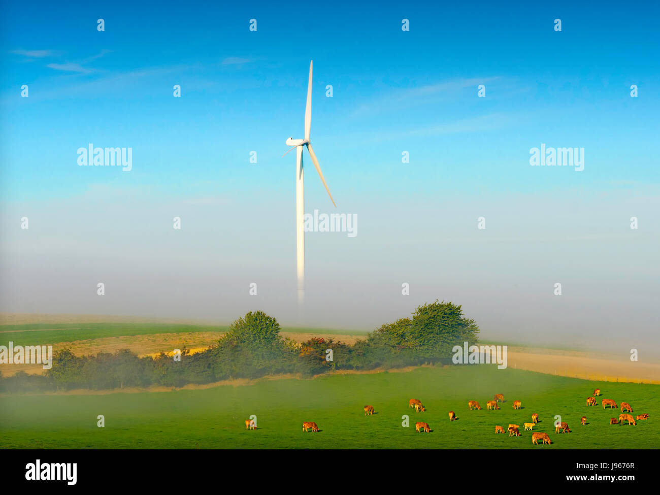 livestock, windmill, farm, cows, pasture, farmland, landscape, scenery ...